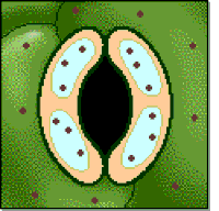 Biology GIFs - Get the best gif on GIFER