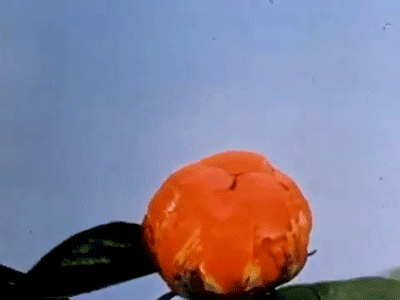 Peony GIFs - Obtenez le meilleur gif sur GIFER