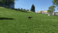 Greyhound GIFs - Get the best gif on GIFER