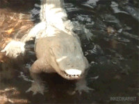 Alligators GIFs - Get the best gif on GIFER