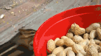 Nuts GIFs - Get the best gif on GIFER