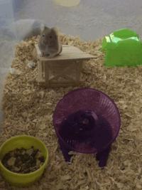 Totter GIFs - Get the best gif on GIFER
