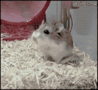 Assignment GIFs - Get the best gif on GIFER