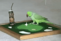 Гольф GIFs - Get the best gif on GIFER