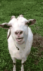 Cunnilingus GIFs - Get the best gif on GIFER