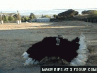 Ostrich GIFs - Get the best gif on GIFER