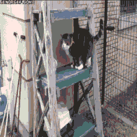 Challenging GIFs - Get the best gif on GIFER