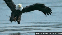 Adler GIFs - Get the best gif on GIFER