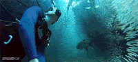Diving GIFs - Get the best gif on GIFER