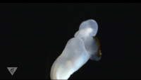 Pteropod гифки, анимированные GIF изображения pteropod - скачать гиф ...