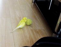 Budgie GIFs - Get the best gif on GIFER