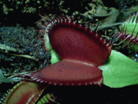 Botany GIFs - Get the best gif on GIFER