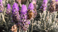 Lavender GIFs - Get the best gif on GIFER