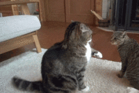 Goofy cats GIFs - Obtenez le meilleur gif sur GIFER