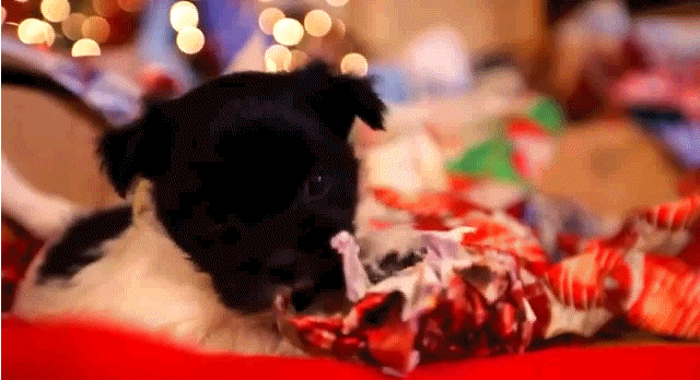 Christmas puppies GIF - Conseguir o melhor gif em GIFER