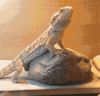 Lizard GIFs - Get the best gif on GIFER