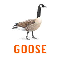 Goose GIFs - Get the best gif on GIFER