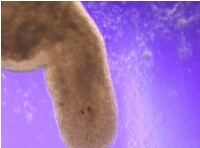 Organisms GIFs - Get the best gif on GIFER