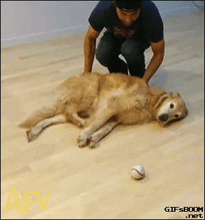 Lazy dog GIF - Conseguir el mejor gif en GIFER