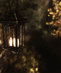 Forest GIFs - Get the best gif on GIFER