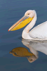 Pelican GIFs - Get the best gif on GIFER