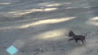 Small GIFs - Get the best gif on GIFER