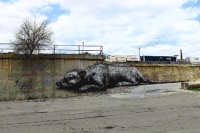 Perspective GIFs - Get the best gif on GIFER