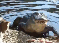 Gator GIFs - Get the best gif on GIFER