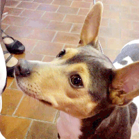 Kennel GIFs - Get the best gif on GIFER