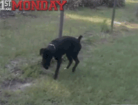 Electric fences GIFs - Get the best gif on GIFER