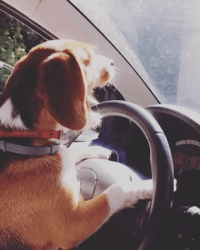 Drive GIFs - Get the best gif on GIFER