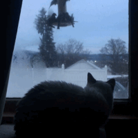 Birdwatching GIFs - Get the best gif on GIFER