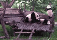 Headstand GIFs - Get the best gif on GIFER