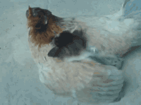 Hen GIFs - Get the best gif on GIFER