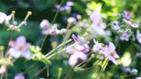 Gardening GIFs - Get the best gif on GIFER