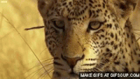 Runaway GIFs - Get the best gif on GIFER