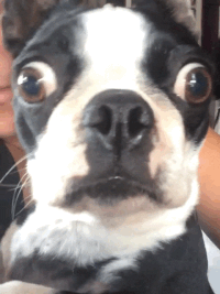 Amazed GIFs - Get the best gif on GIFER