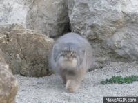 Neugierig GIFs - Get the best gif on GIFER