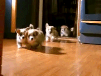 Dud GIFs - Get the best gif on GIFER