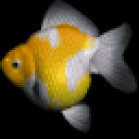 Goldfishes GIFs - Get the best gif on GIFER
