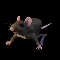 Mouse GIFs - Get the best gif on GIFER