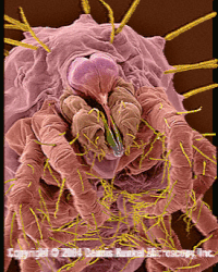 Microscopy GIFs - Get the best gif on GIFER