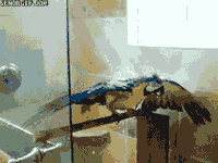 Macaws GIFs - Get the best gif on GIFER