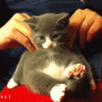 Ya GIFs - Get the best gif on GIFER