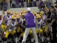 Tigers GIFs - Get the best gif on GIFER