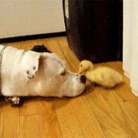 Gif De Patos Poderosos