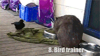 Wombats GIFs - Get the best gif on GIFER