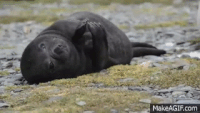 Seal GIFs - Get the best gif on GIFER