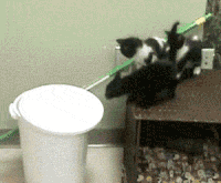 Bin GIFs - Get the best gif on GIFER