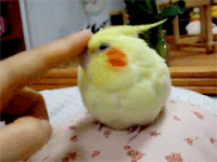 Cockatiels GIFs - Get the best gif on GIFER